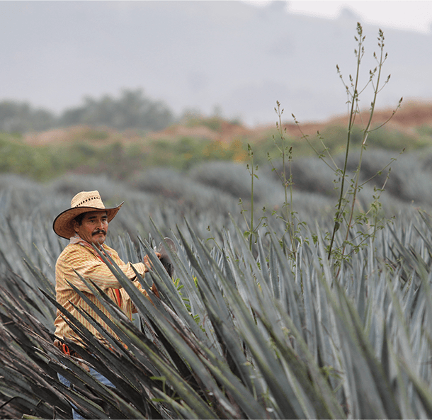 Origin - Loco Tequila