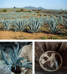 Origin - Loco Tequila